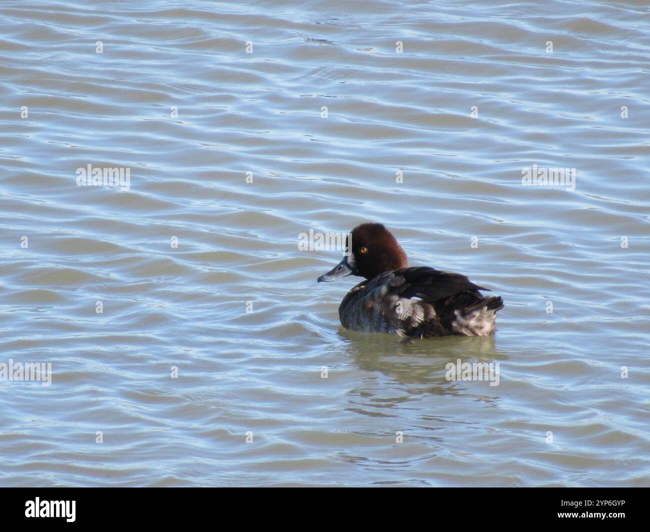 Lesser Scaup (Aythya affinis Stock Photo - Alamy