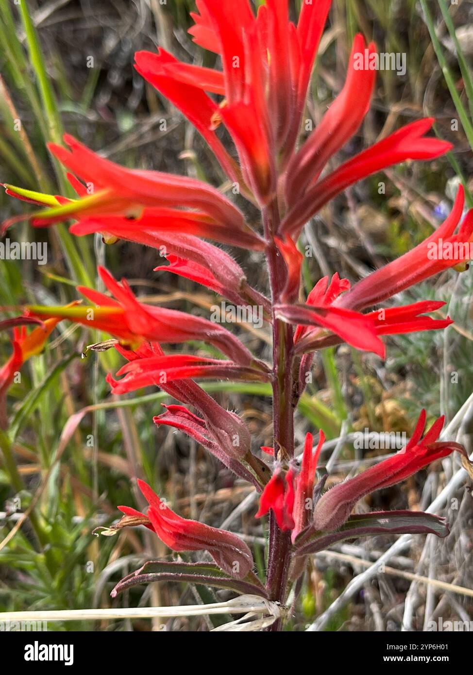 Castilleja subinclusa hi-res stock photography and images - Alamy