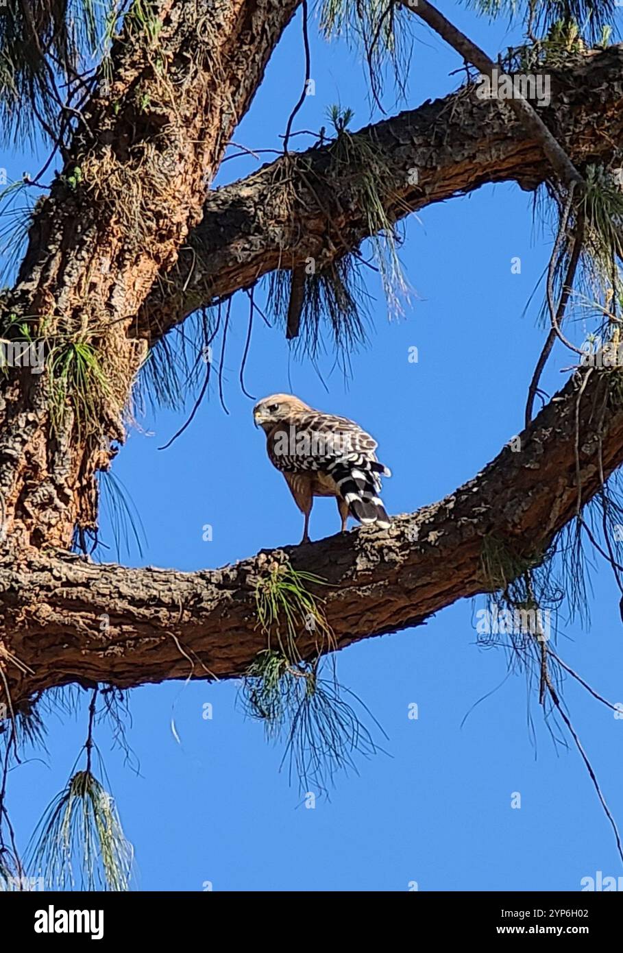 California Red-shouldered Hawk (Buteo lineatus elegans Stock Photo - Alamy