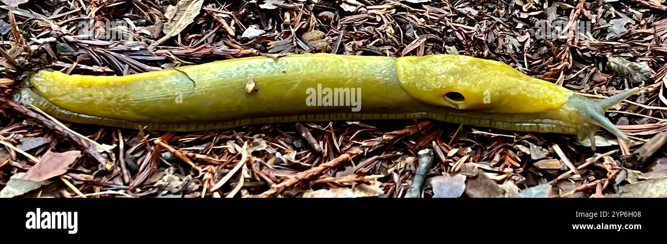 California Banana Slug (Ariolimax californicus Stock Photo - Alamy