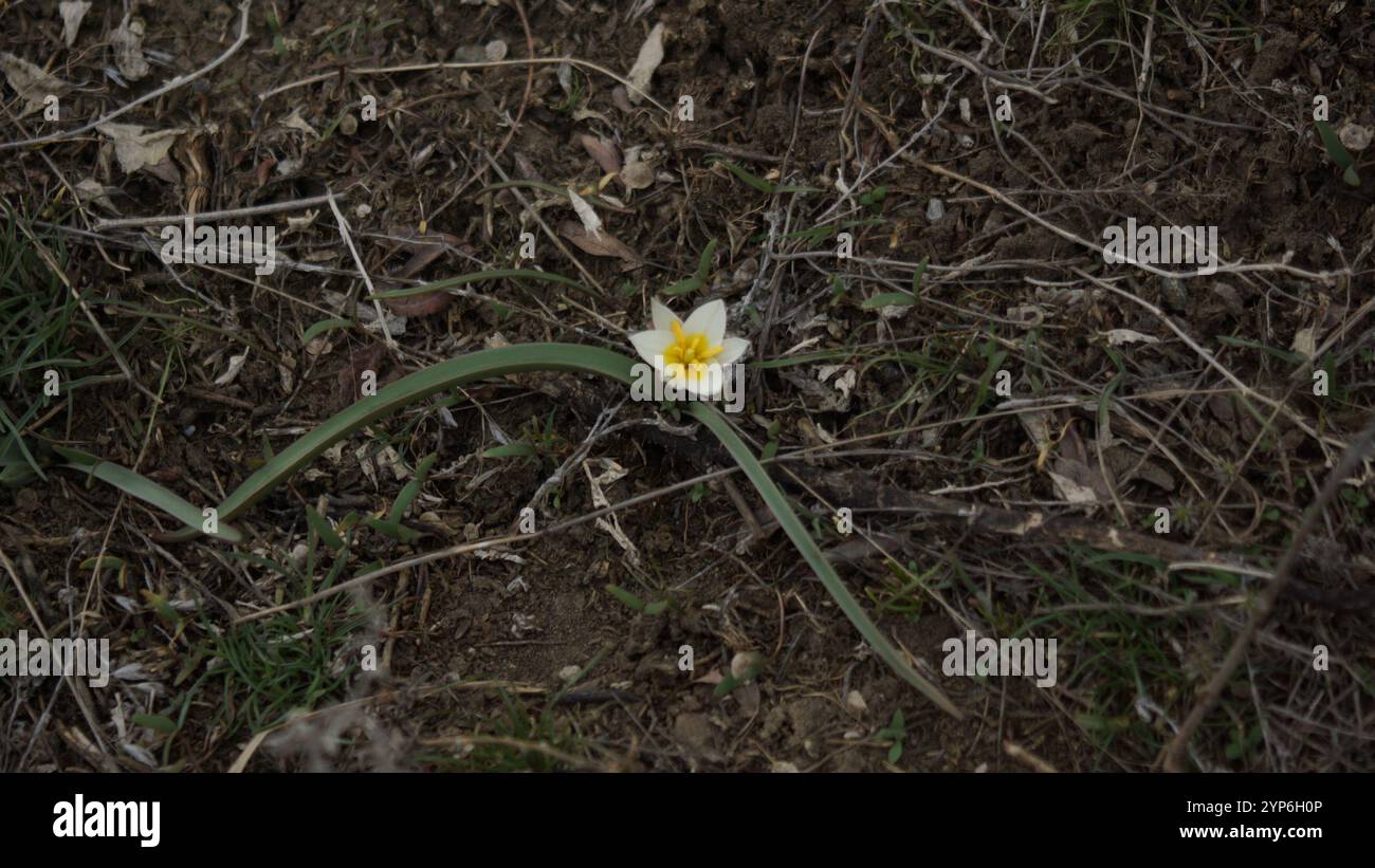 two-flowered tulip (Tulipa biflora Stock Photo - Alamy