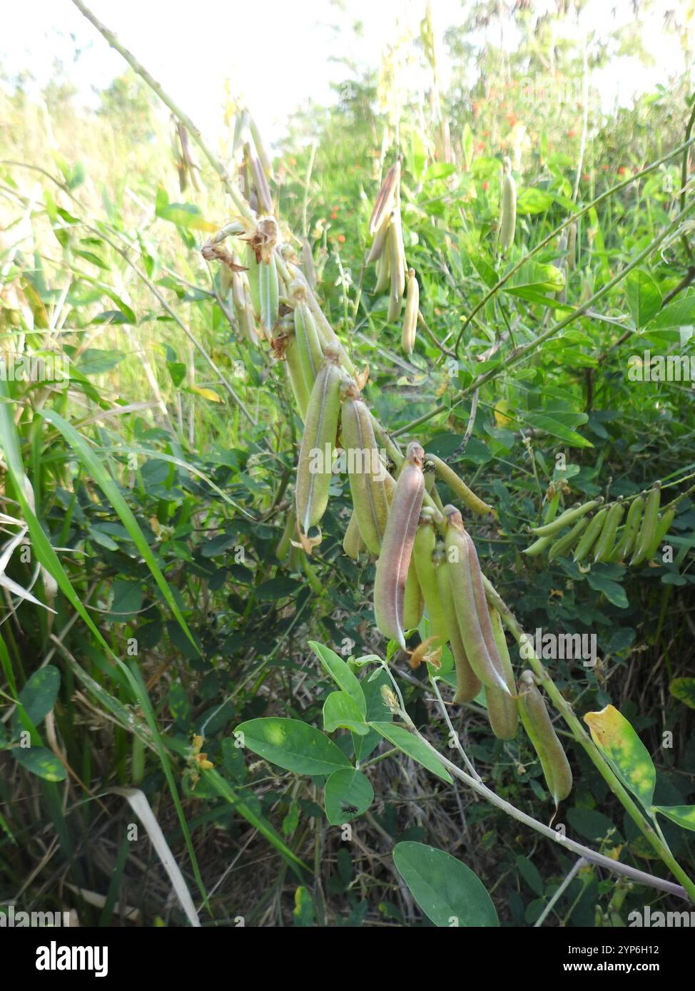Streaked Rattlepod (Crotalaria pallida Stock Photo - Alamy