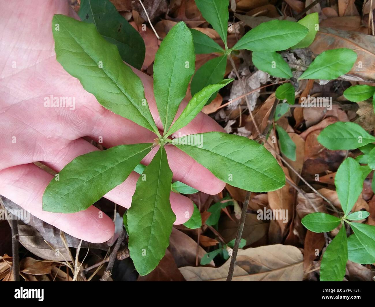 Mountain Azalea (Rhododendron canescens Stock Photo - Alamy
