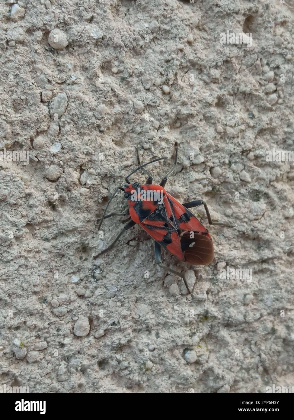 Indian Milkweed Bug (Spilostethus pandurus Stock Photo - Alamy