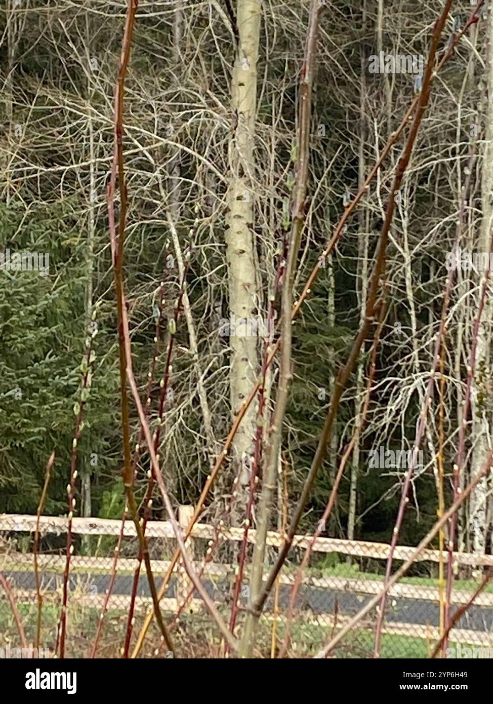 pussy willow (Salix discolor Stock Photo - Alamy