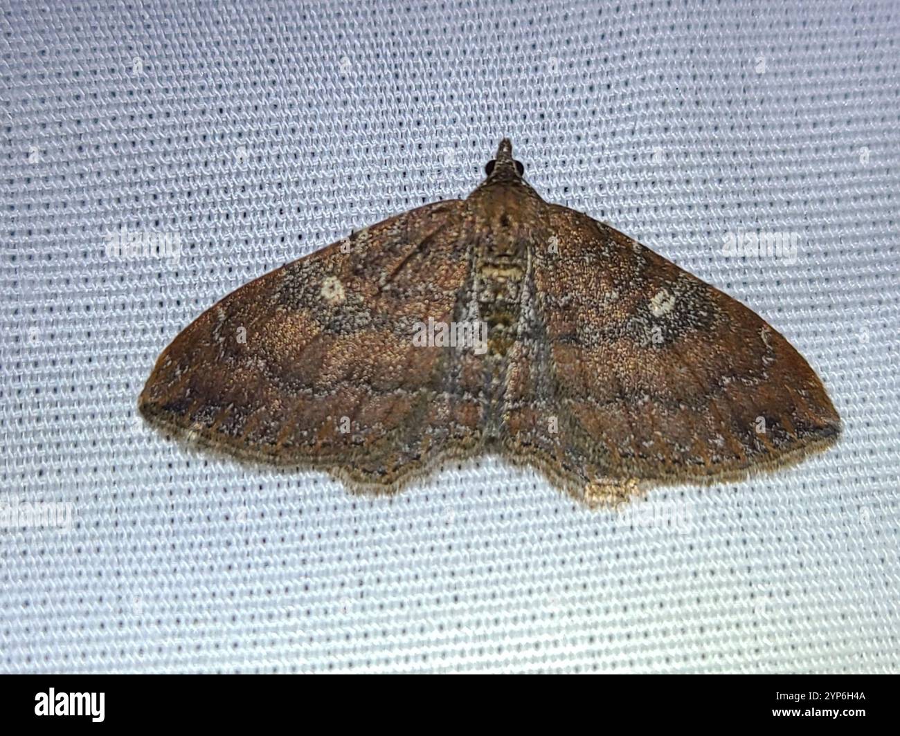 Gem Moth (Orthonama obstipata Stock Photo - Alamy