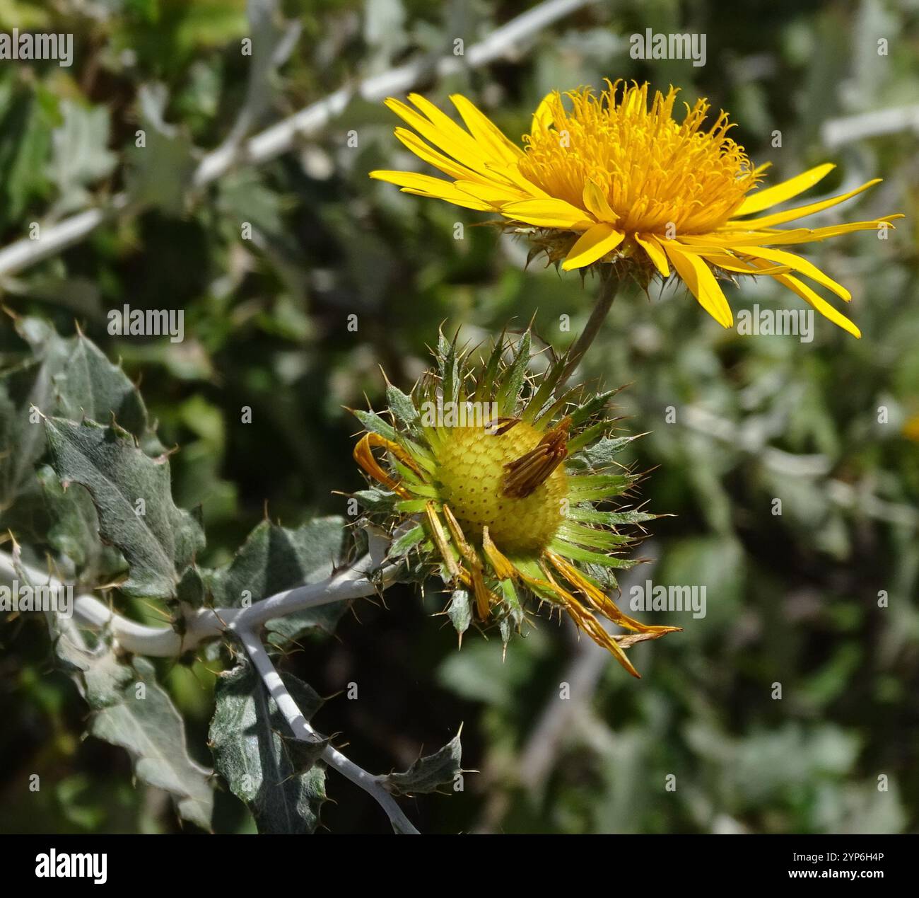 Grey African Thistle (Berkheya fruticosa Stock Photo - Alamy