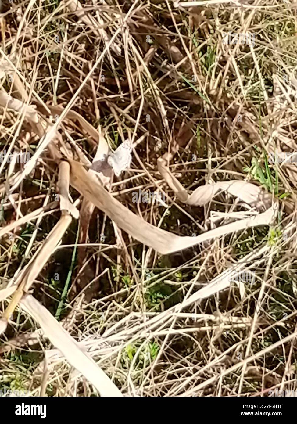 New World Checkered-Skippers (Burnsius Stock Photo - Alamy