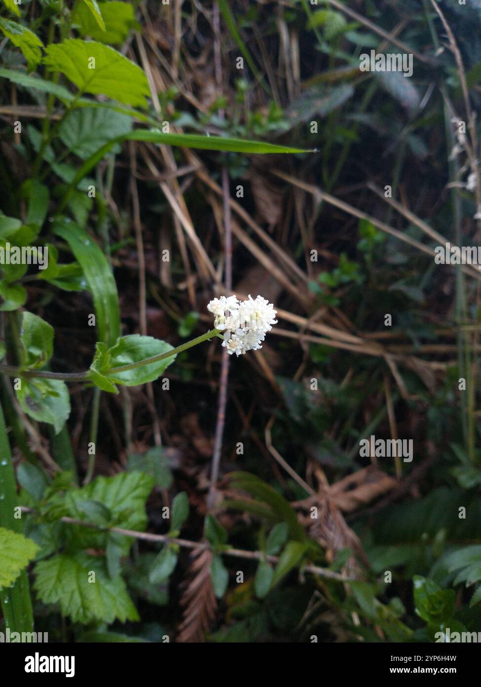 modesty (Whipplea modesta Stock Photo - Alamy