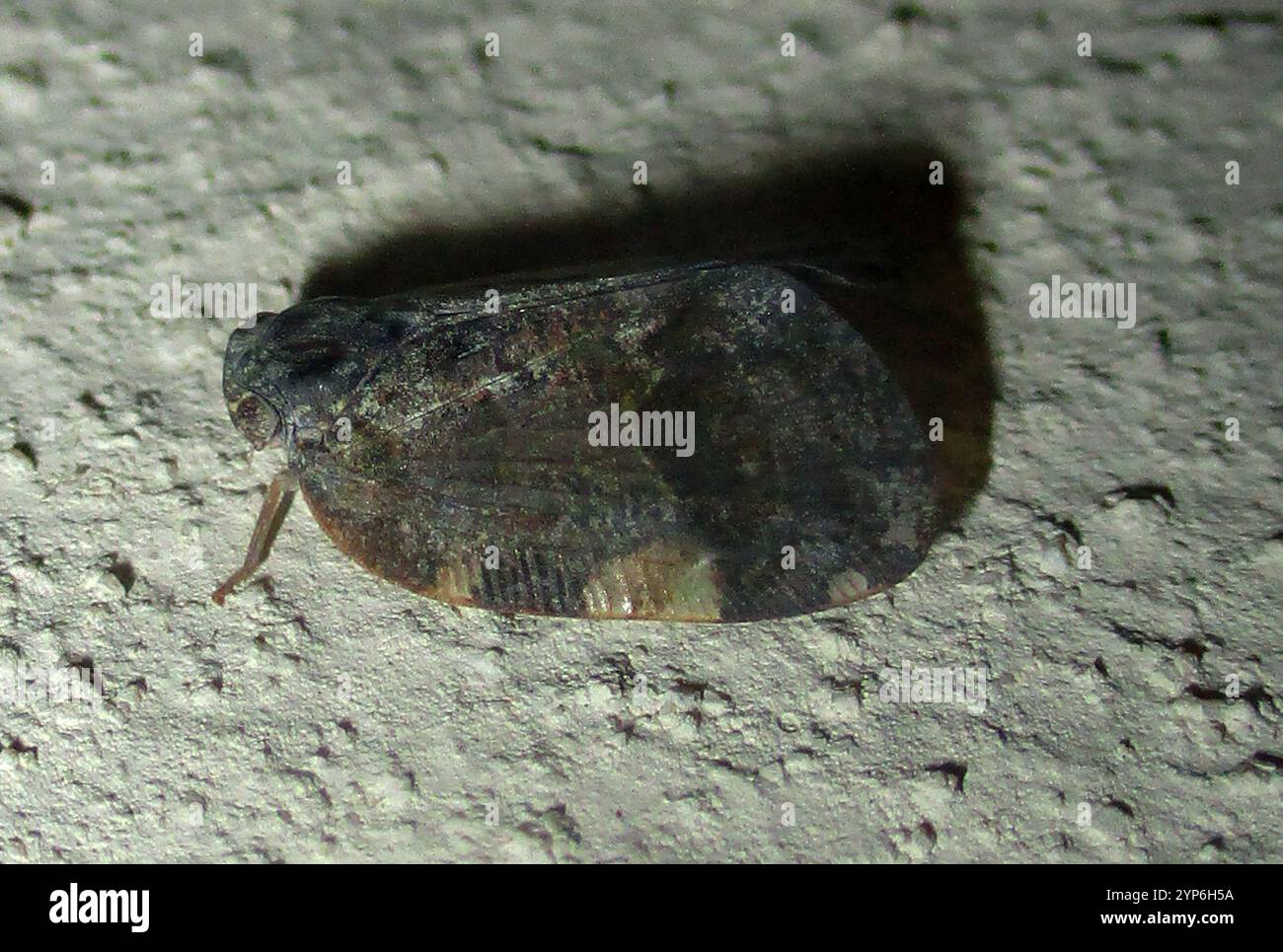 Ricaniid Planthoppers (Ricaniidae Stock Photo - Alamy