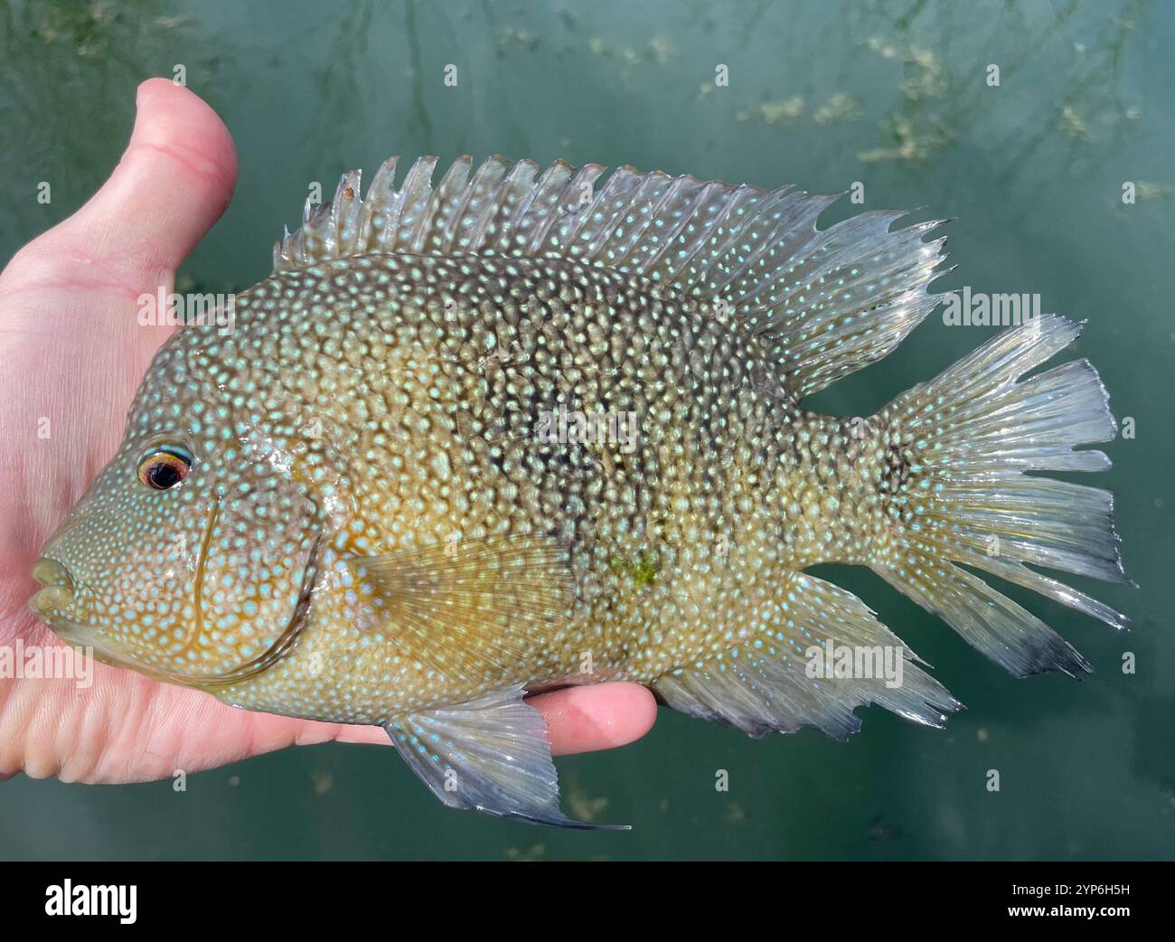 Texas Cichlid (Herichthys cyanoguttatus Stock Photo - Alamy