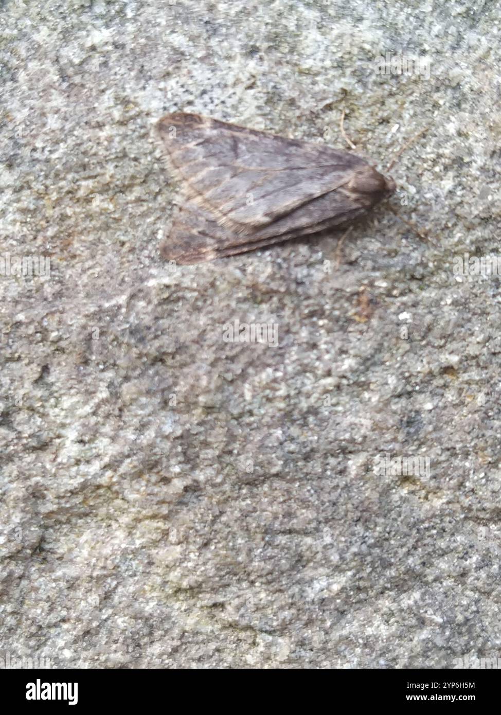 March Moth (Alsophila aescularia Stock Photo - Alamy