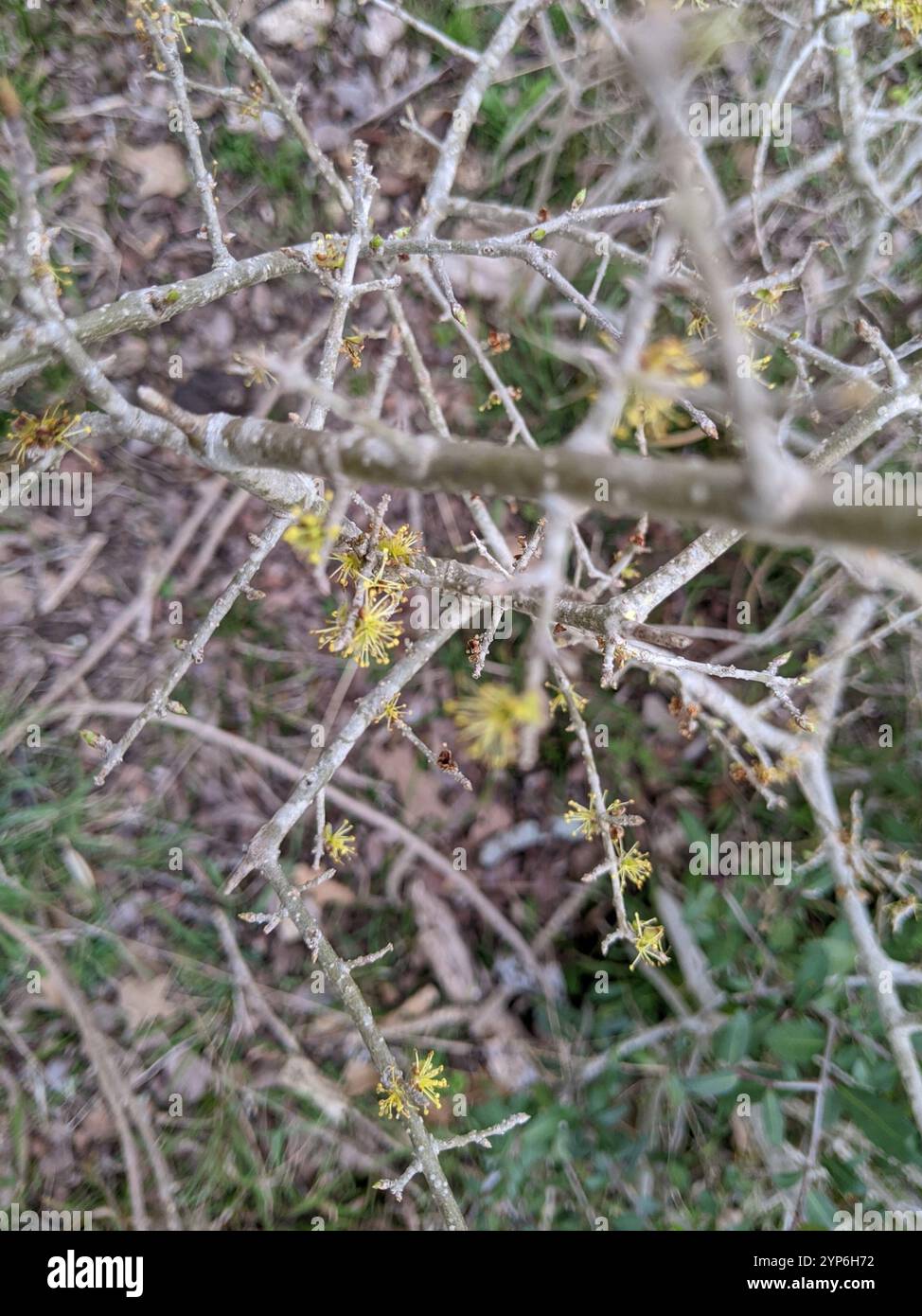 Stretchberry (Forestiera pubescens Stock Photo - Alamy