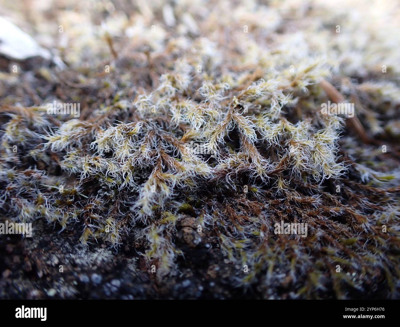 Woolly Fringe-moss (Racomitrium lanuginosum Stock Photo - Alamy