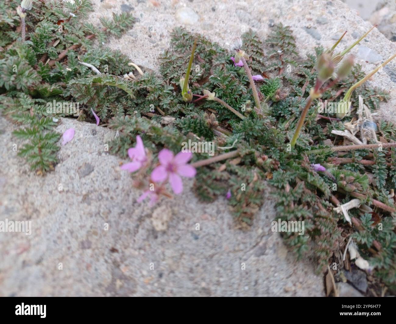 Redstem Stork's-bill (Erodium cicutarium Stock Photo - Alamy