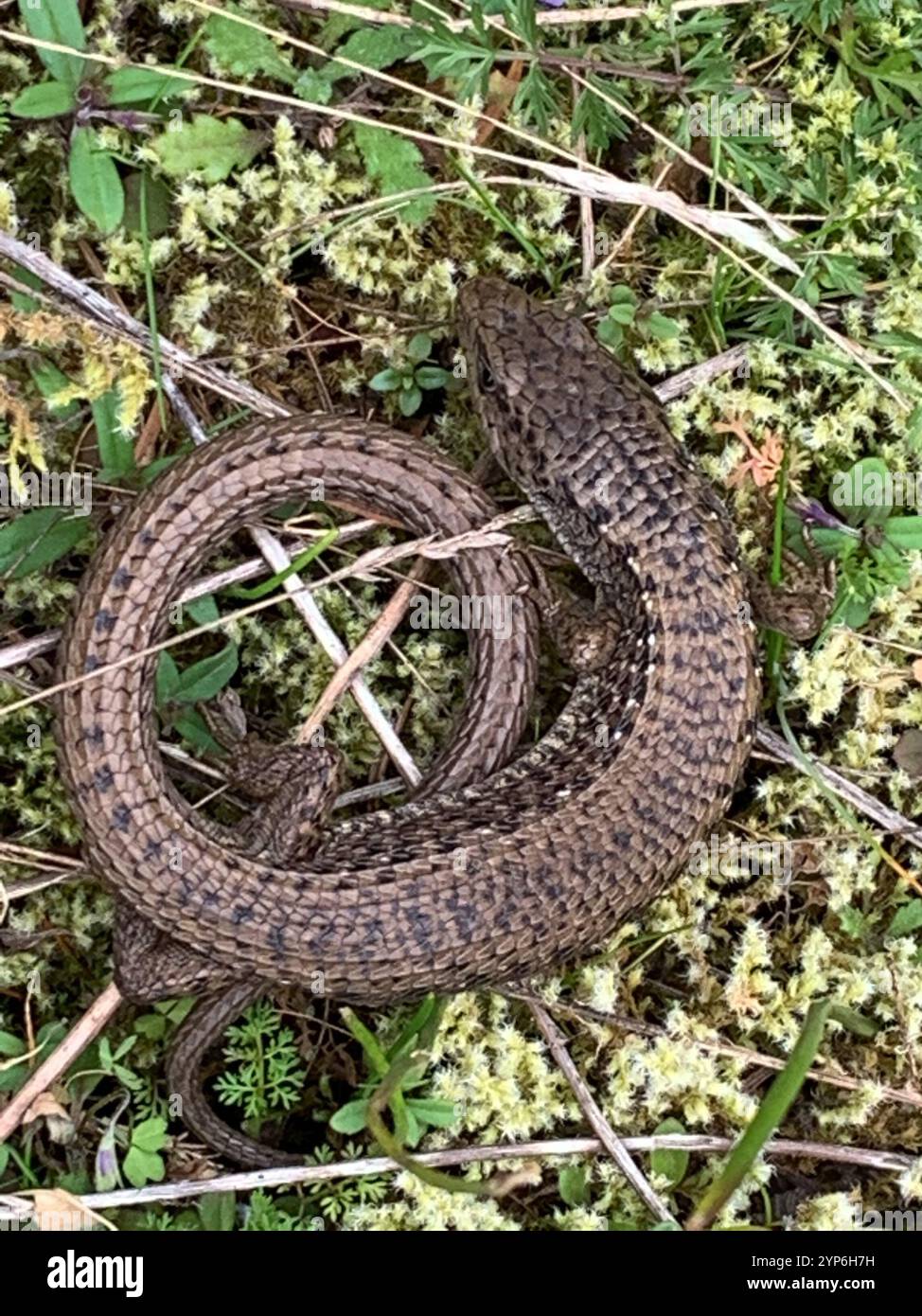 Northern Alligator Lizard (Elgaria coerulea Stock Photo - Alamy