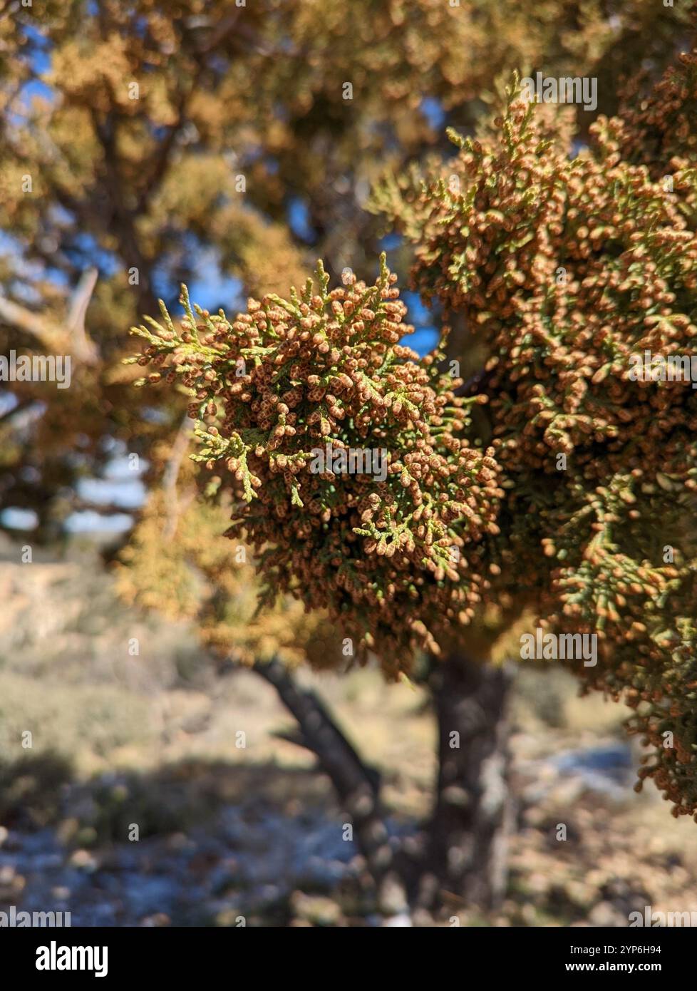 alligator juniper (Juniperus deppeana Stock Photo - Alamy