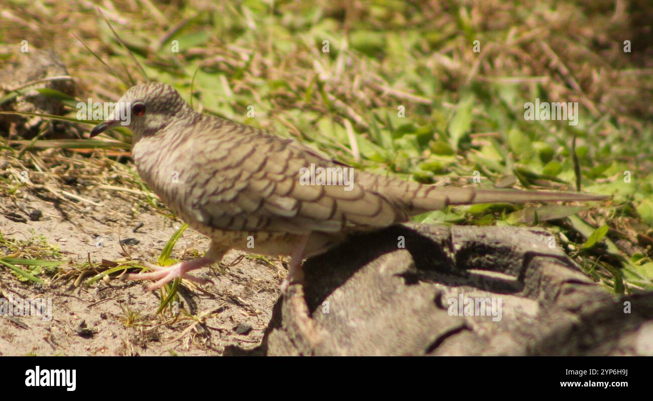Inca Dove (Columbina inca Stock Photo - Alamy