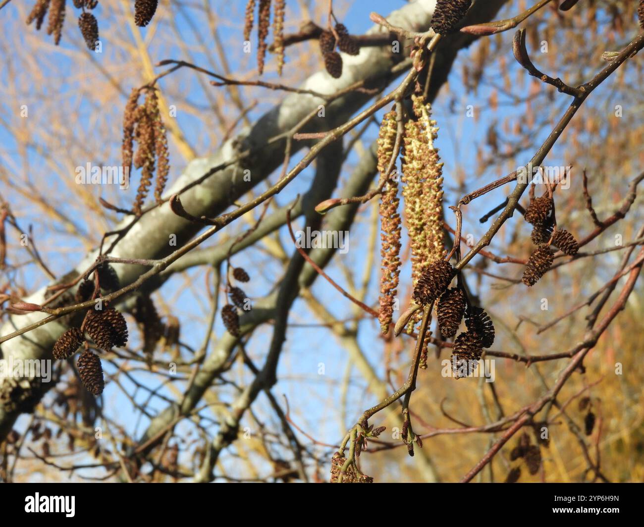 Red Alder (Alnus rubra Stock Photo - Alamy