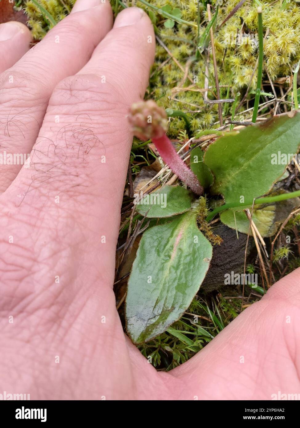 Wholeleaf Saxifrage (Micranthes integrifolia Stock Photo - Alamy