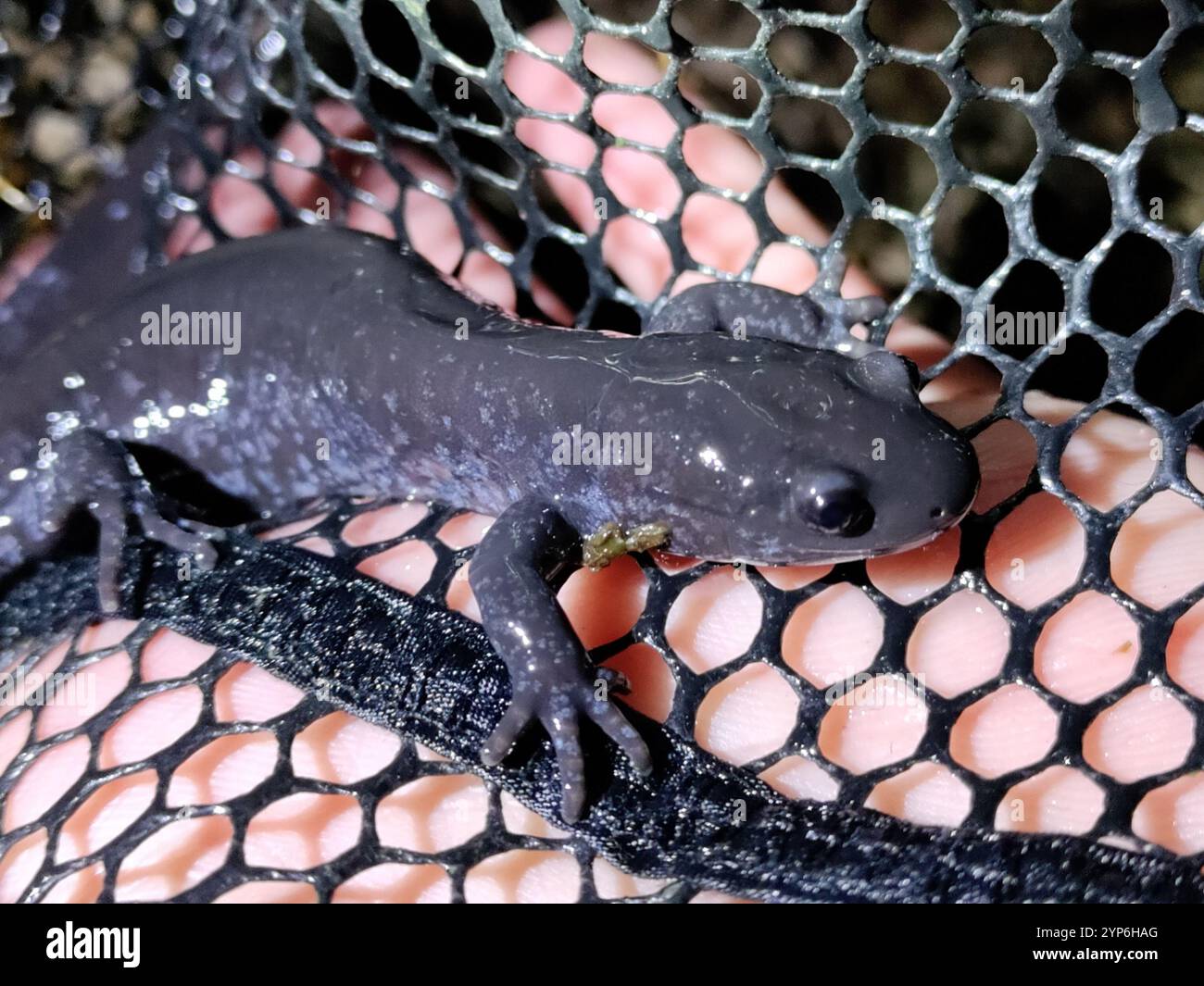 Jefferson Salamander (Ambystoma jeffersonianum Stock Photo - Alamy