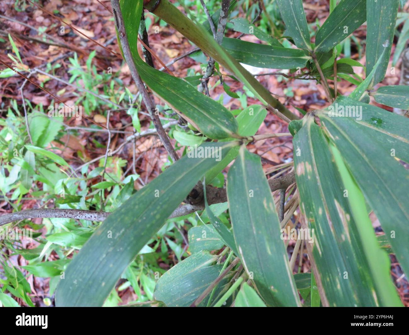 switch cane (Arundinaria tecta Stock Photo - Alamy