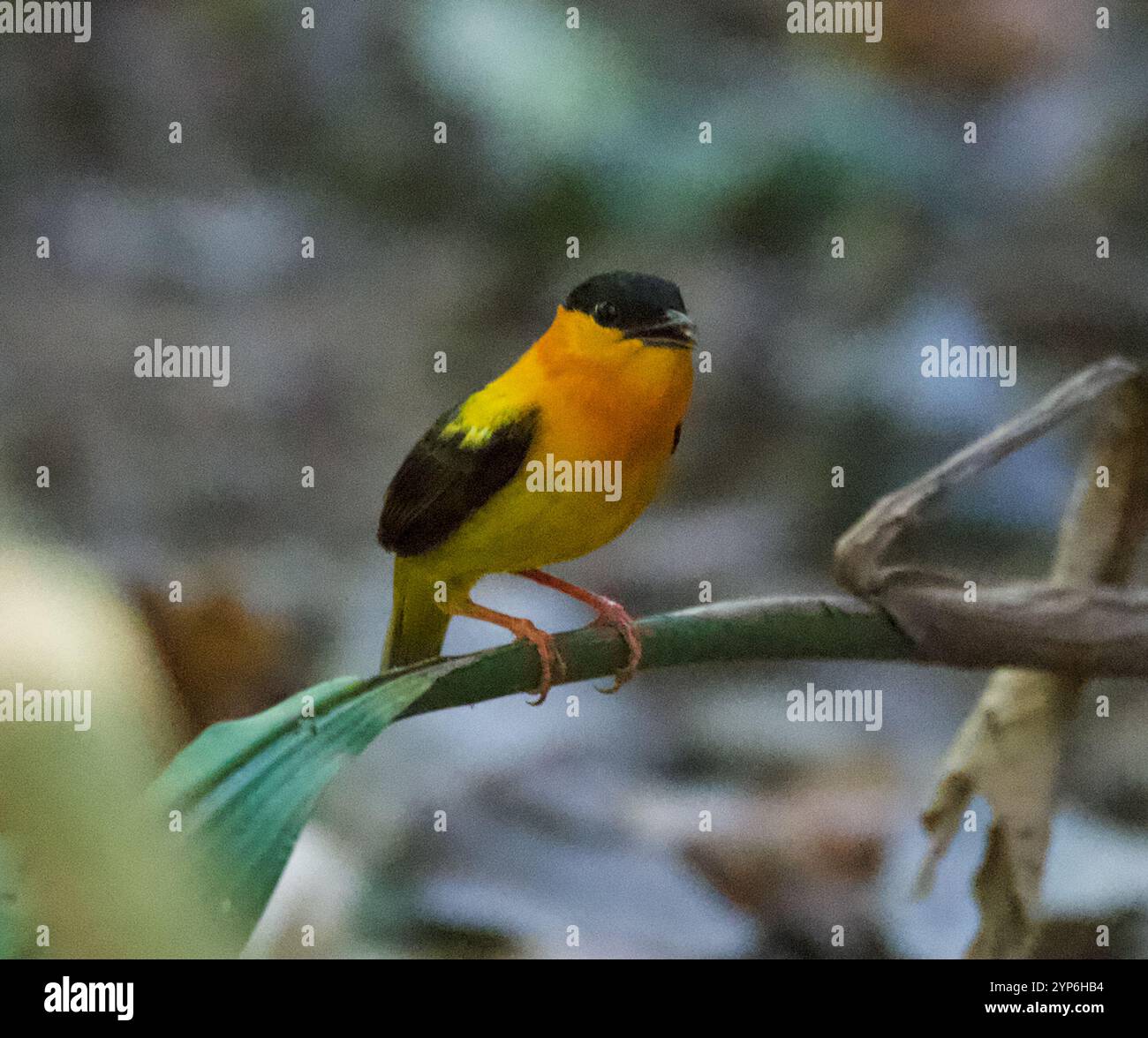Orange-collared Manakin (Manacus aurantiacus Stock Photo - Alamy