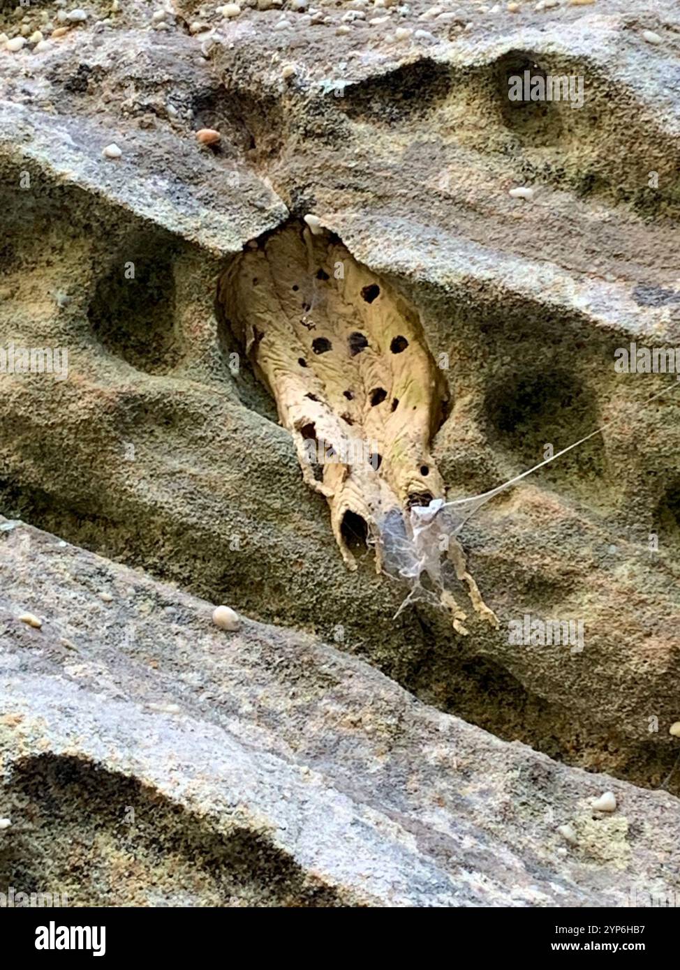 Organ-pipe Mud-dauber Wasp (Trypoxylon politum Stock Photo - Alamy