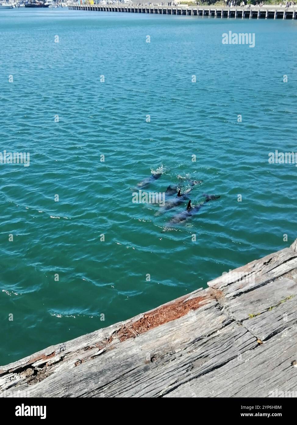 Common Dolphin (Delphinus delphis Stock Photo - Alamy