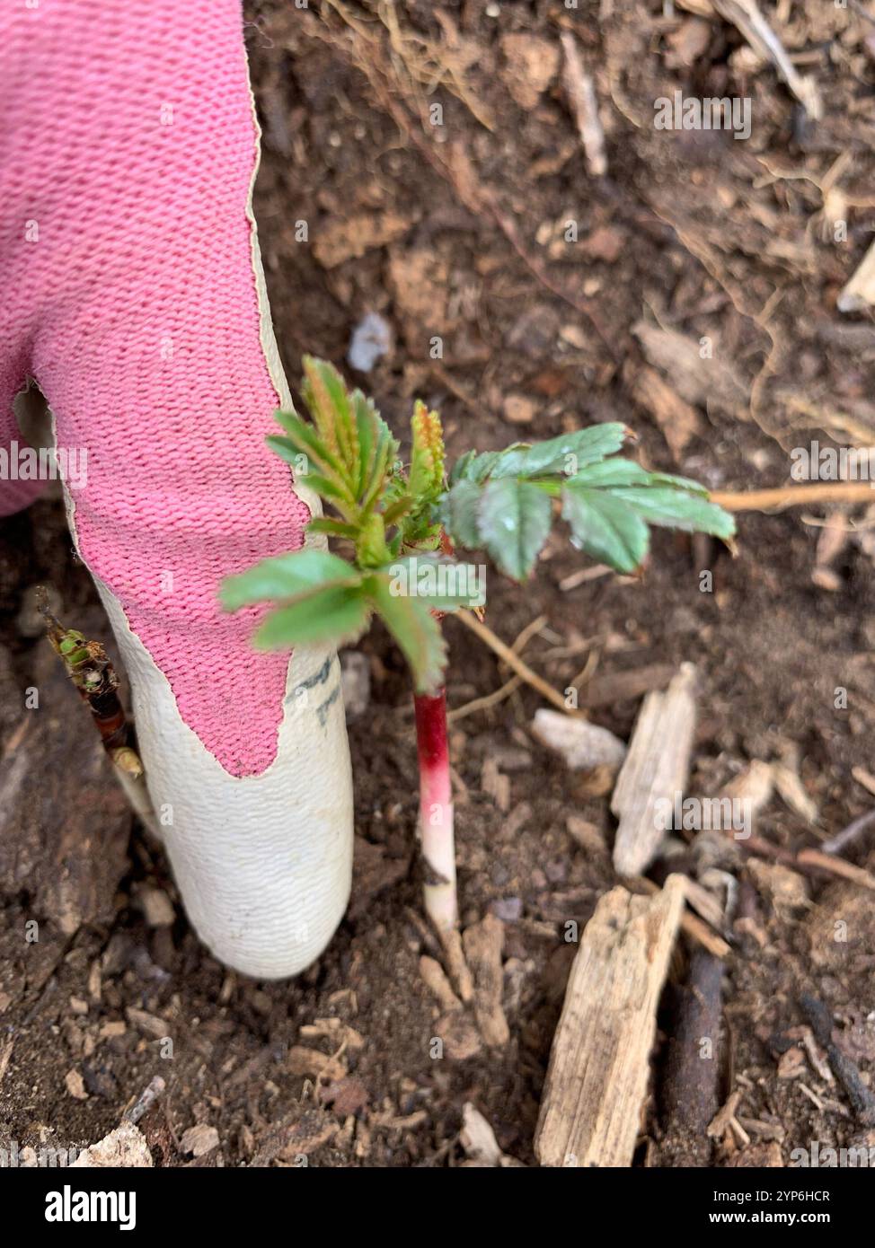 White prairie rose (Rosa foliolosa Stock Photo - Alamy