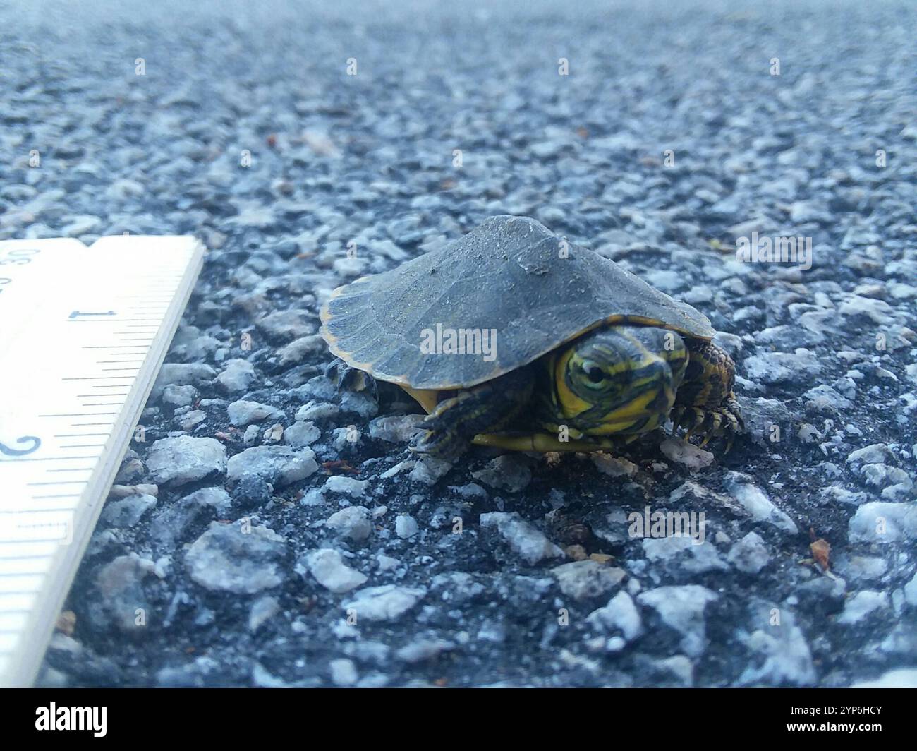 Pond Slider (Trachemys scripta Stock Photo - Alamy