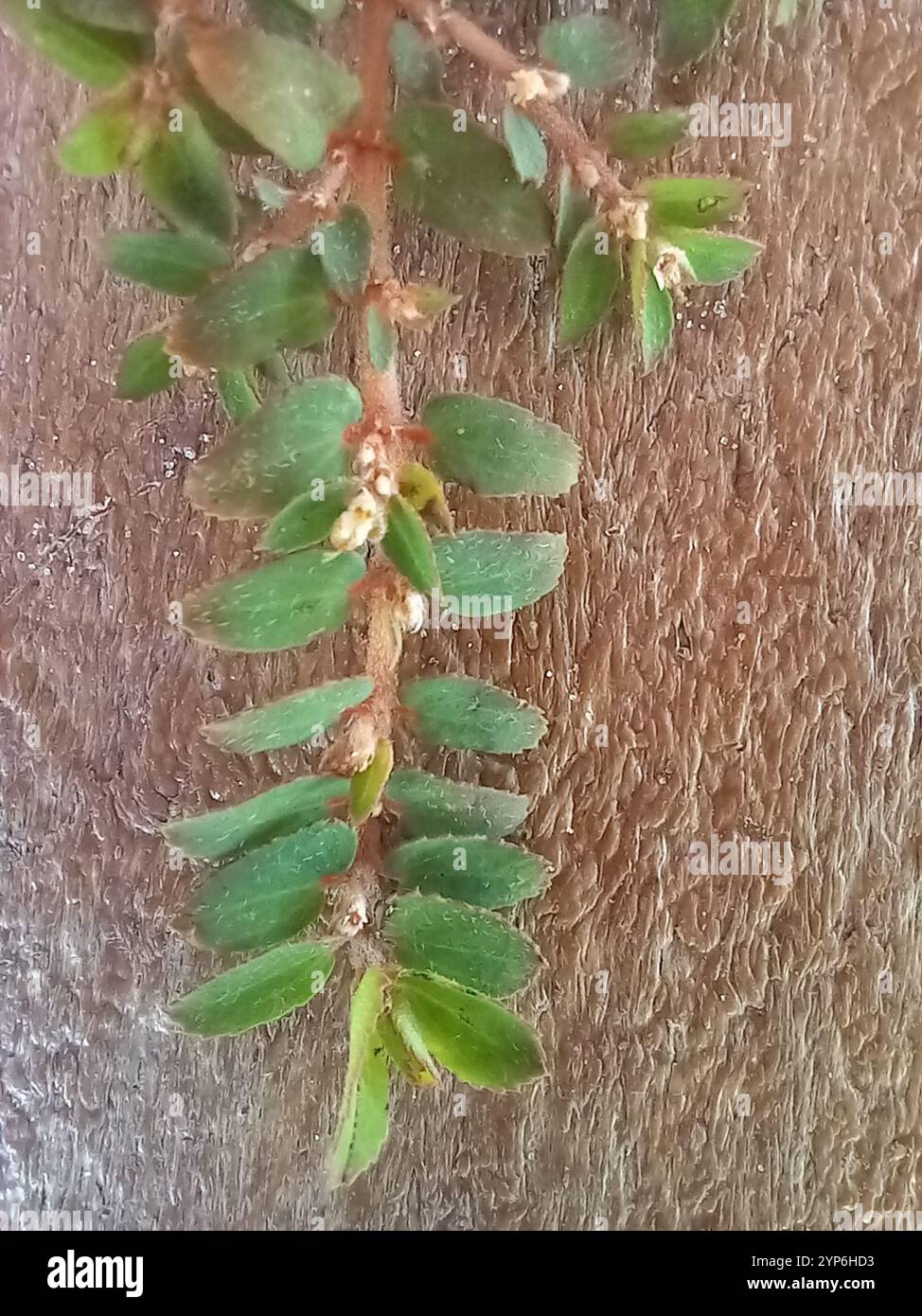 Red Caustic-creeper (Euphorbia thymifolia Stock Photo - Alamy