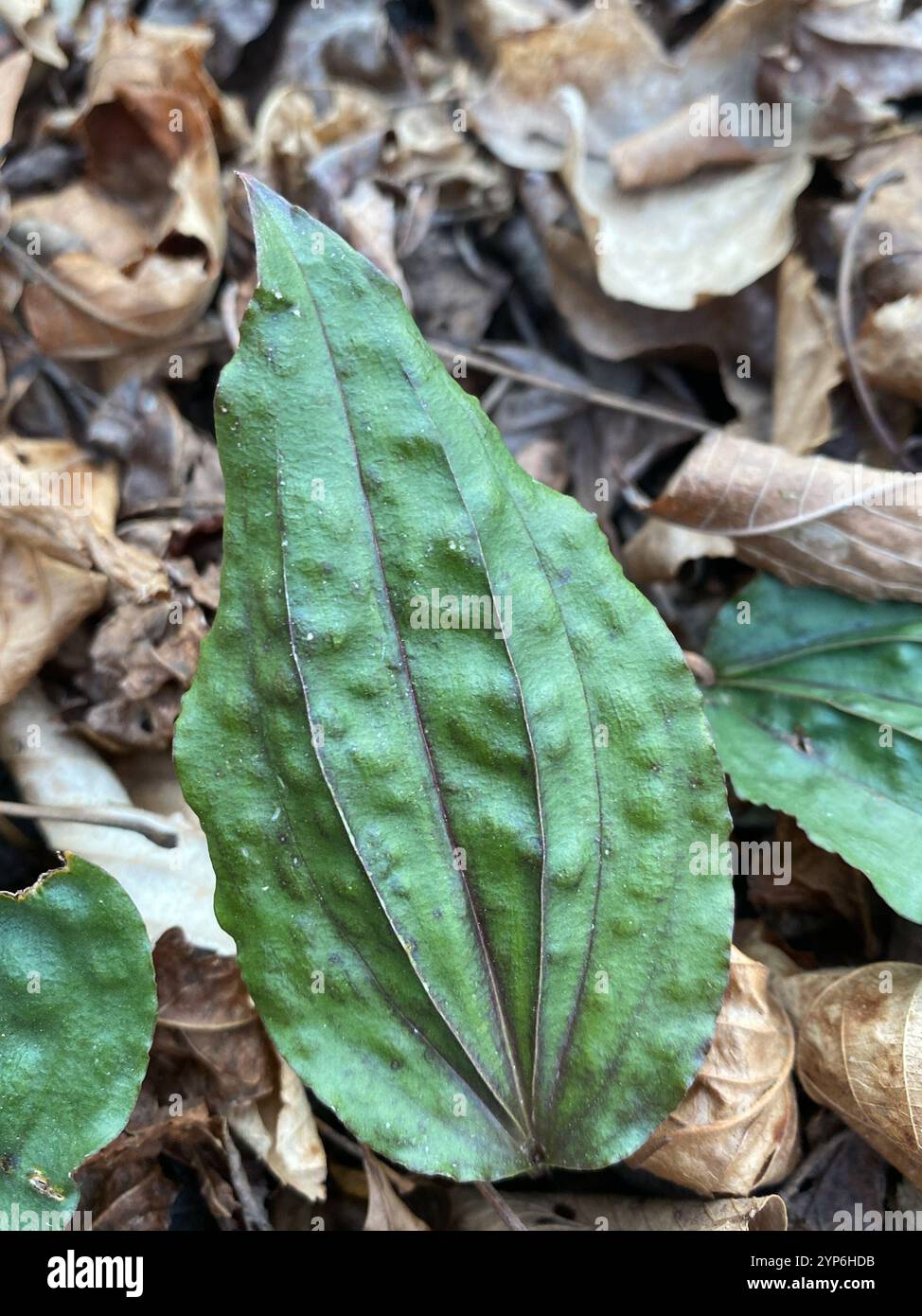 crane-fly orchid (Tipularia discolor Stock Photo - Alamy
