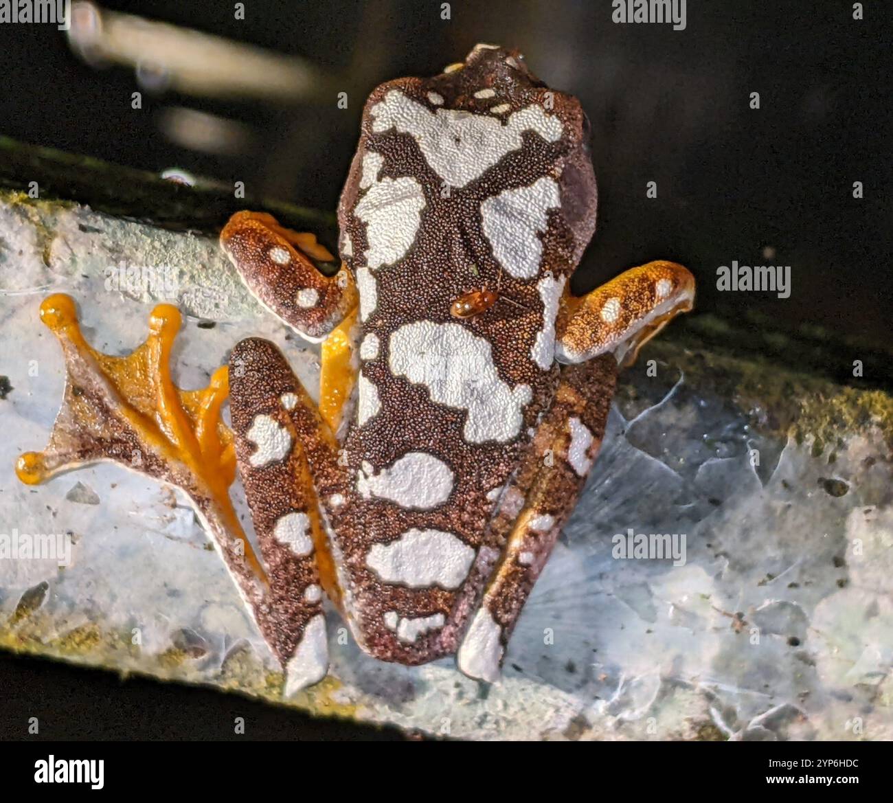 Gladiator Tree Frogs (Boana Stock Photo - Alamy