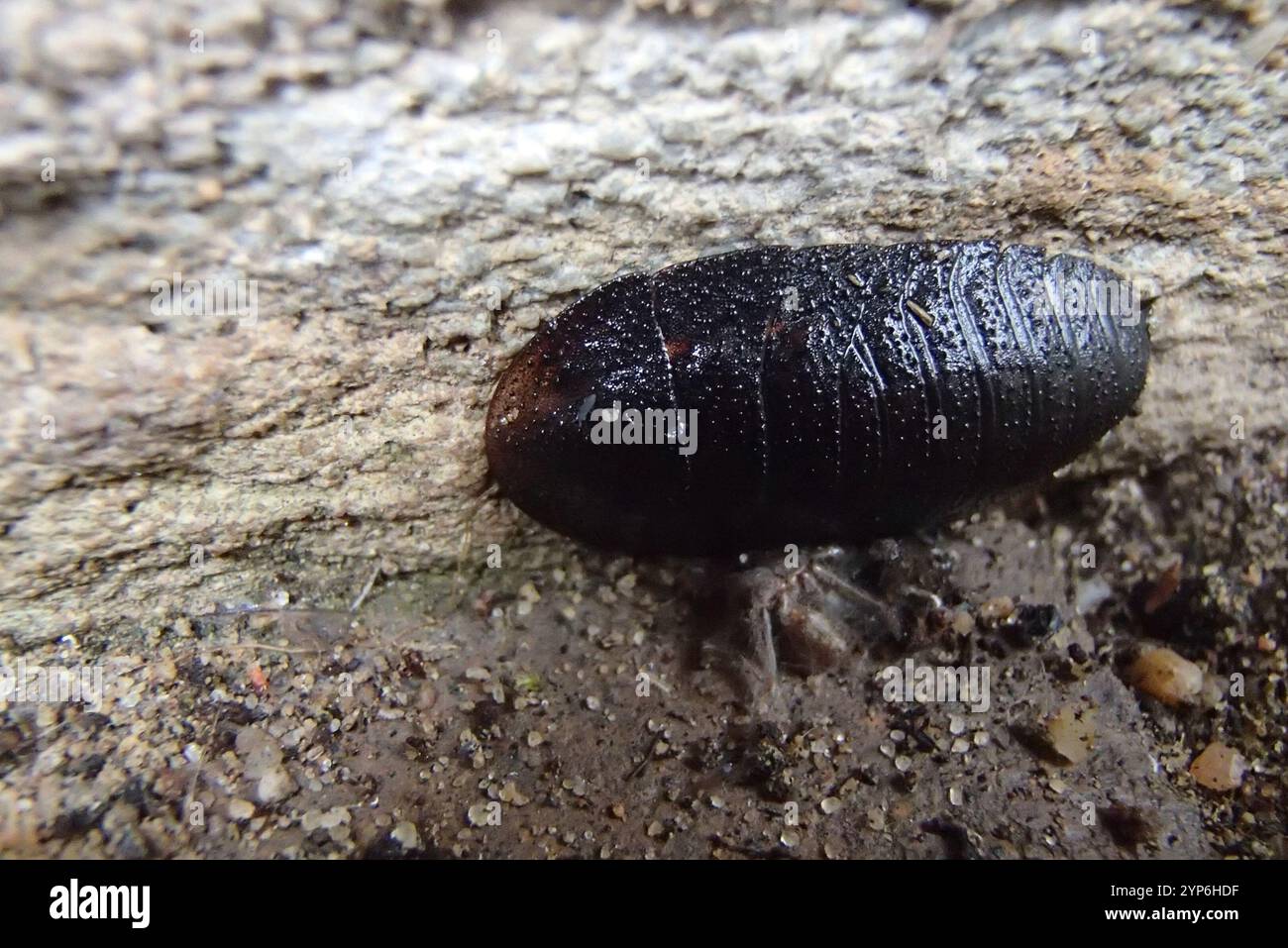 Laxta hi-res stock photography and images - Alamy