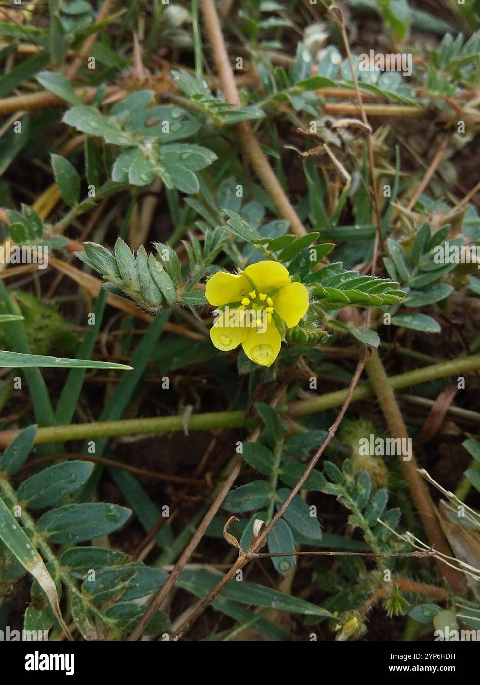 puncture vine (Tribulus terrestris Stock Photo - Alamy