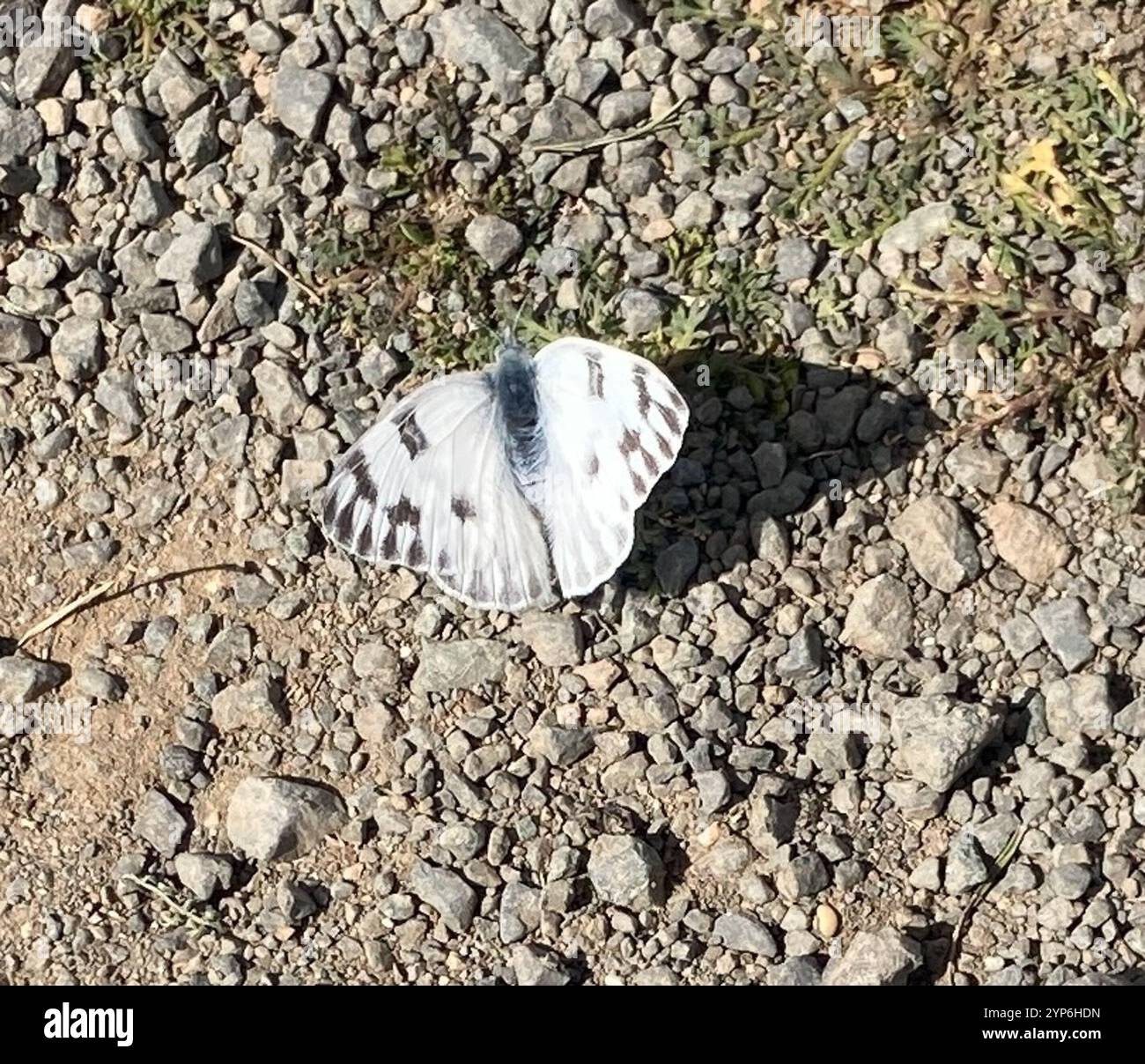 Checkered White (Pontia protodice Stock Photo - Alamy