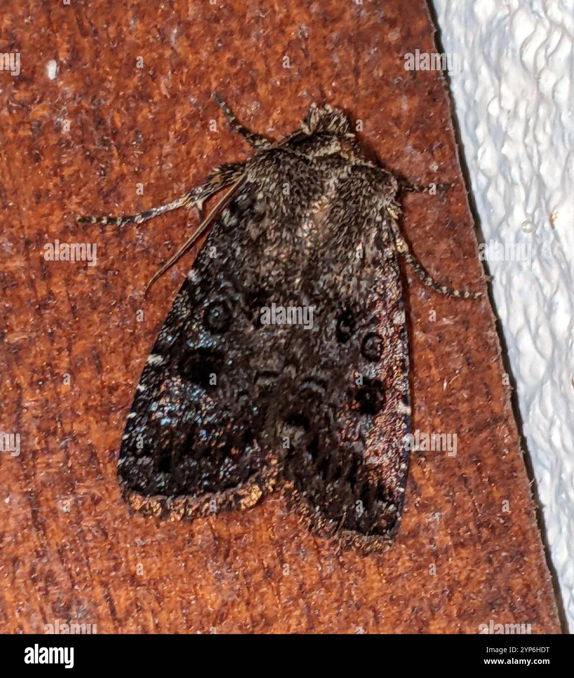 Cutworms and Dart Moths (Noctuinae Stock Photo - Alamy