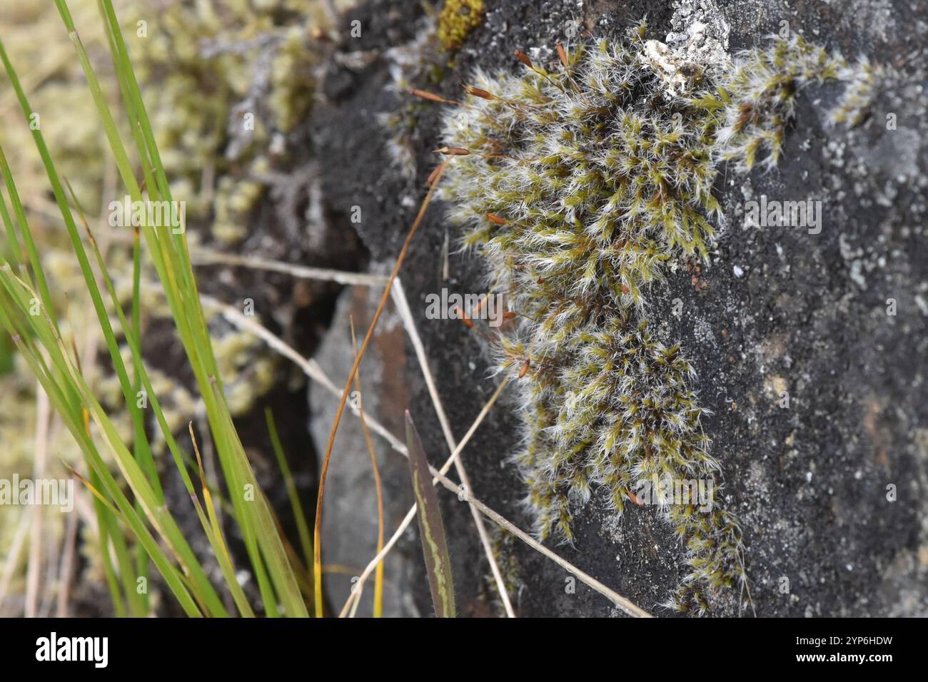 Woolly Fringe-moss (Racomitrium lanuginosum Stock Photo - Alamy