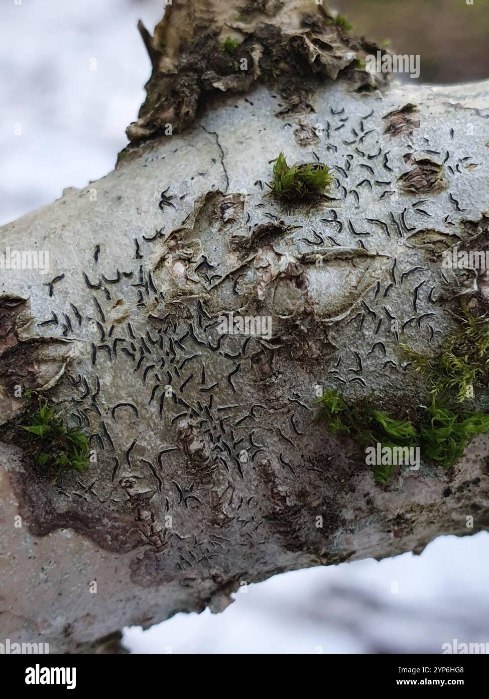 Common Script Lichen (Graphis scripta Stock Photo - Alamy