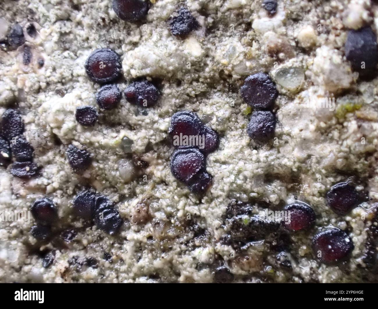 Frosted Grain-spored Lichen (Sarcogyne regularis Stock Photo - Alamy