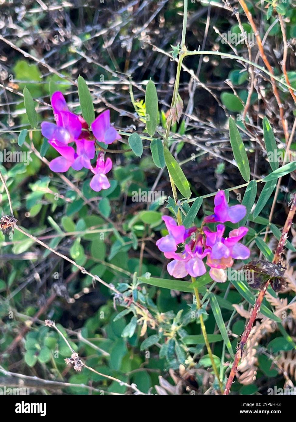 Pacific pea (Lathyrus vestitus Stock Photo - Alamy