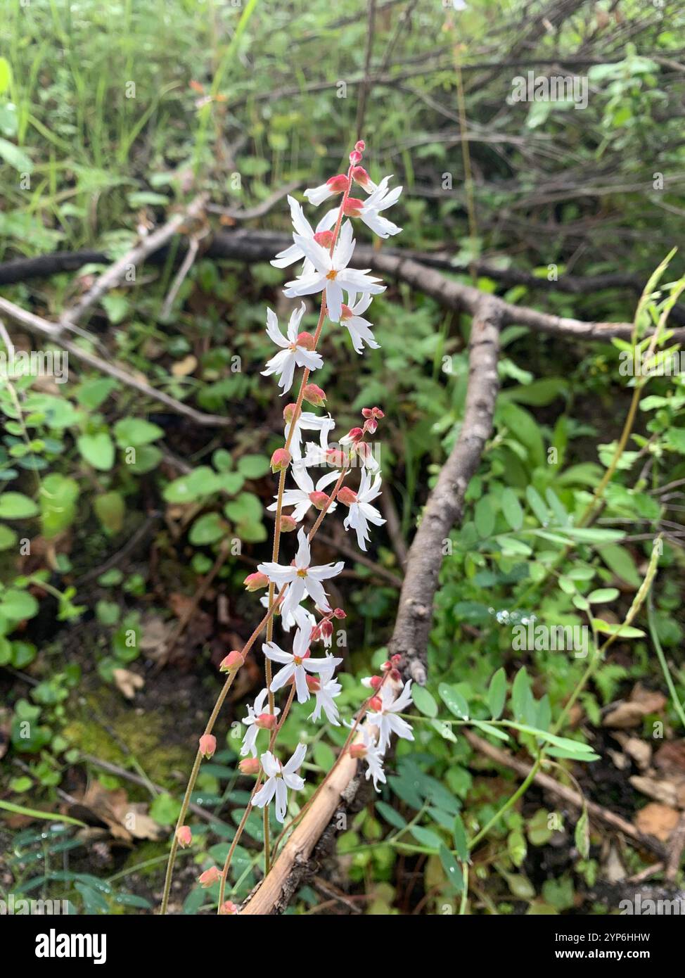 hillside woodland star (Lithophragma heterophyllum Stock Photo - Alamy