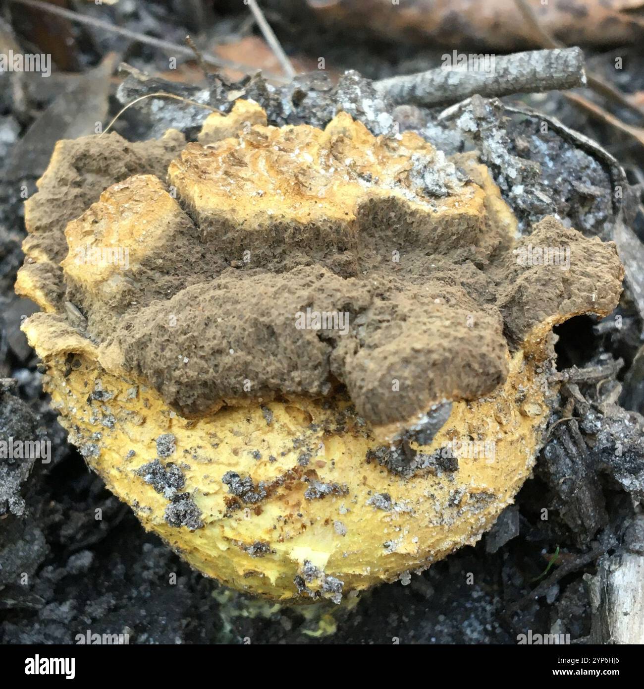Onion Earthball (Scleroderma cepa Stock Photo - Alamy
