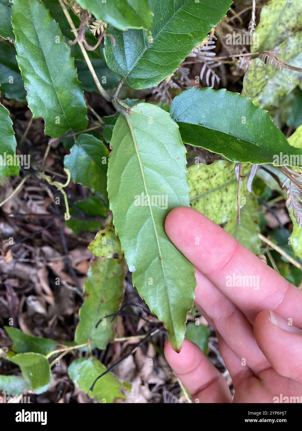 Bush lawyer (Rubus cissoides Stock Photo - Alamy