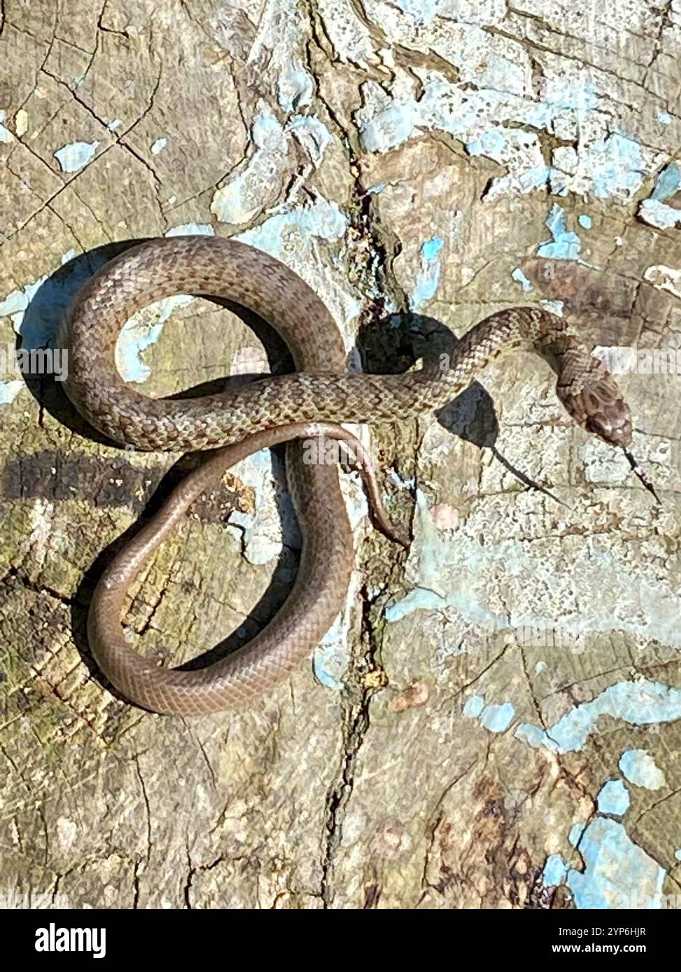North American Racer (Coluber constrictor Stock Photo - Alamy