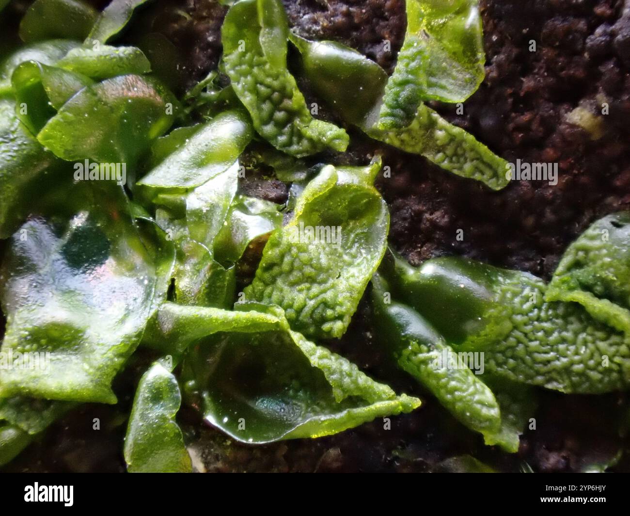 Prasiola hi-res stock photography and images - Alamy