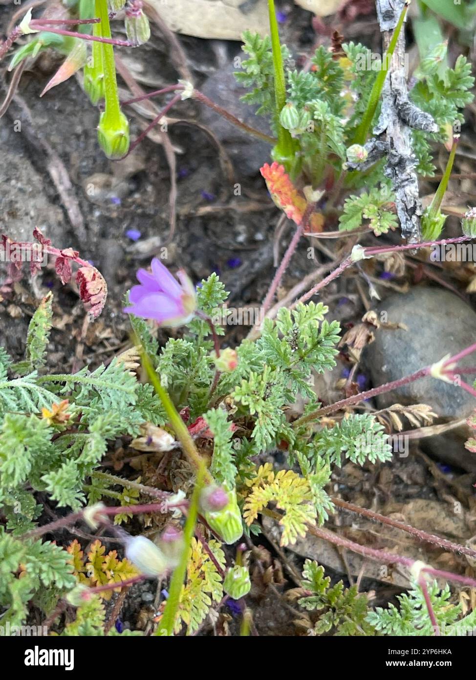 Redstem Stork's-bill (Erodium cicutarium Stock Photo - Alamy