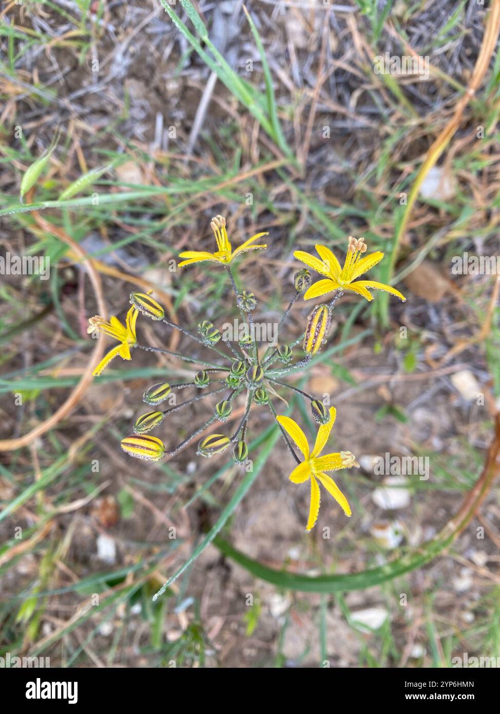 Bloomeria hi-res stock photography and images - Alamy