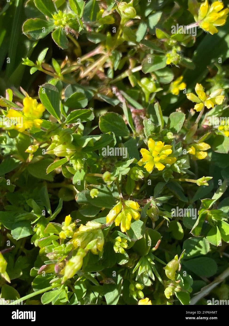 Lesser hop trefoil (Trifolium dubium Stock Photo - Alamy